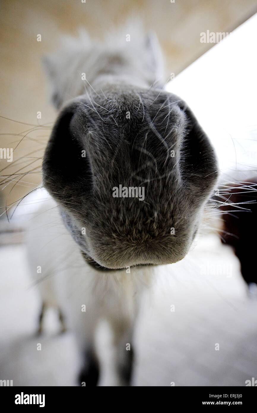 Pony nose hi-res stock photography and images - Alamy