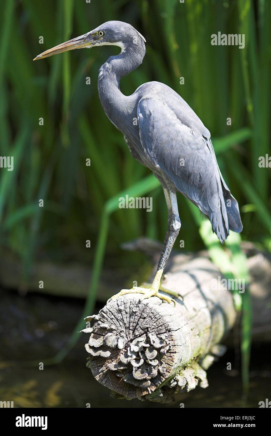 Nature grey heron hi-res stock photography and images - Alamy