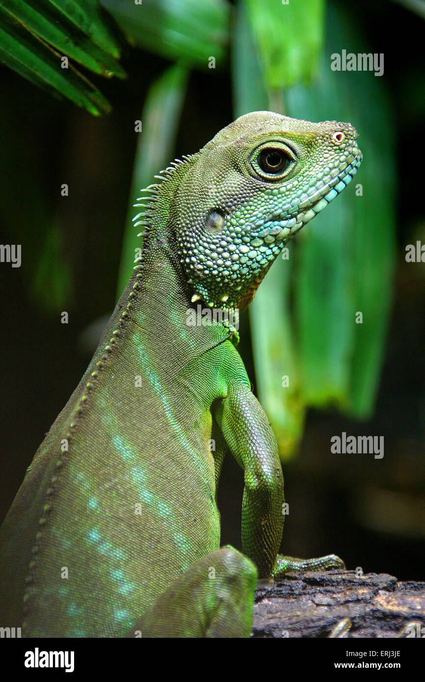 Lateral view of lizard head hi-res stock photography and images - Alamy