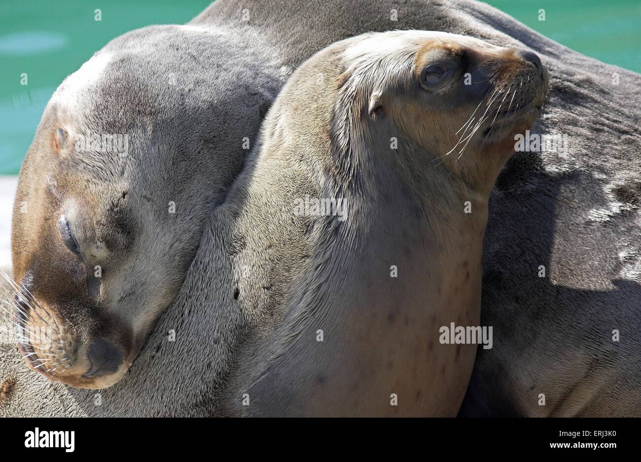Cuddling seals hi-res stock photography and images - Alamy