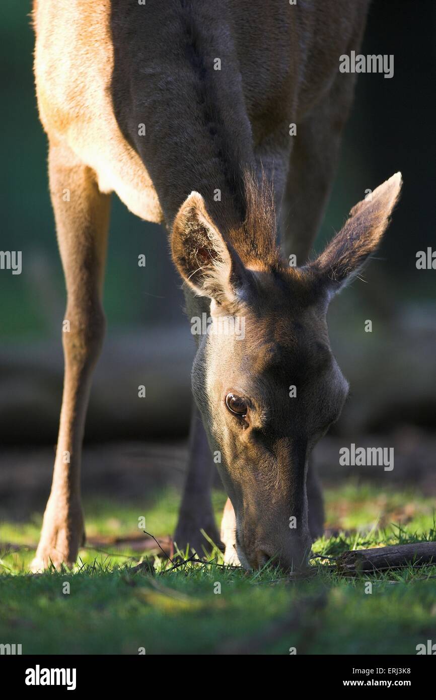 Deer browse hi-res stock photography and images - Alamy