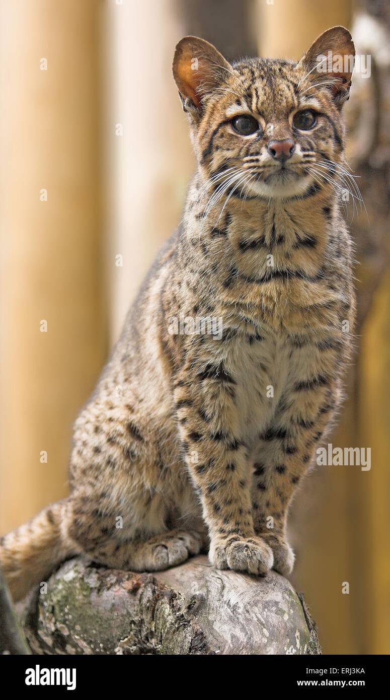 Geoffrey's cat hi-res stock photography and images - Alamy