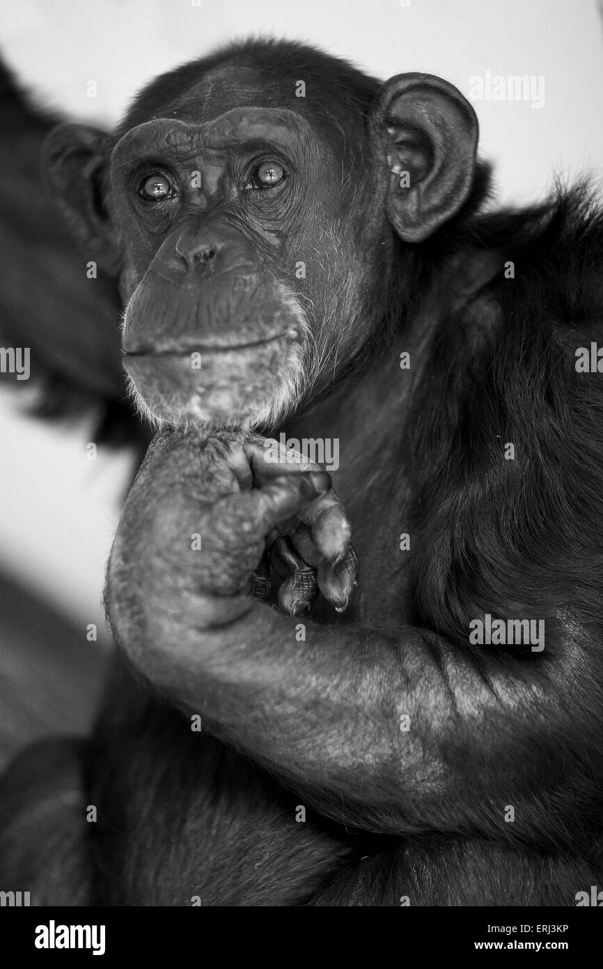 Chimpanzee head hi-res stock photography and images - Alamy
