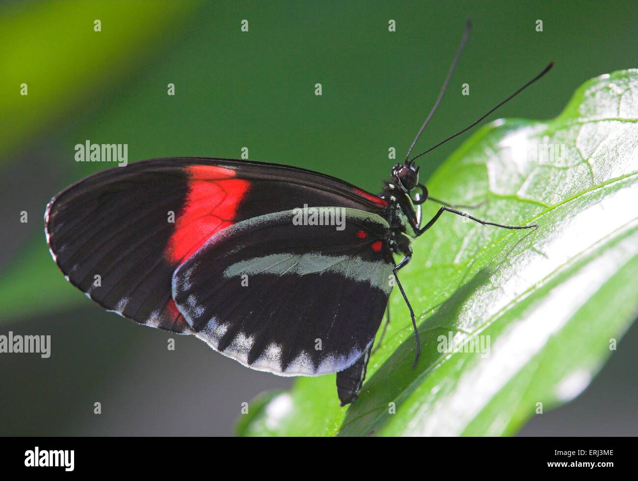 Side profile butterfly hi-res stock photography and images - Alamy