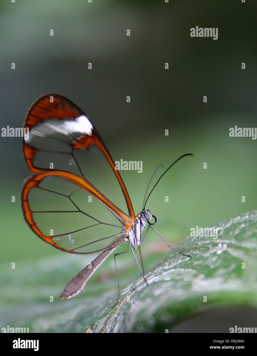 Side profile butterfly hi-res stock photography and images - Alamy