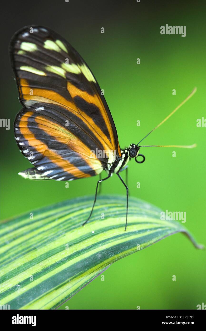 Side profile butterfly hi-res stock photography and images - Alamy