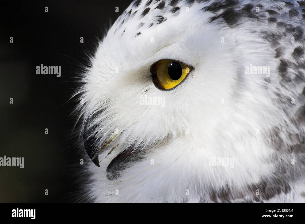 Snow head shot hi-res stock photography and images - Alamy