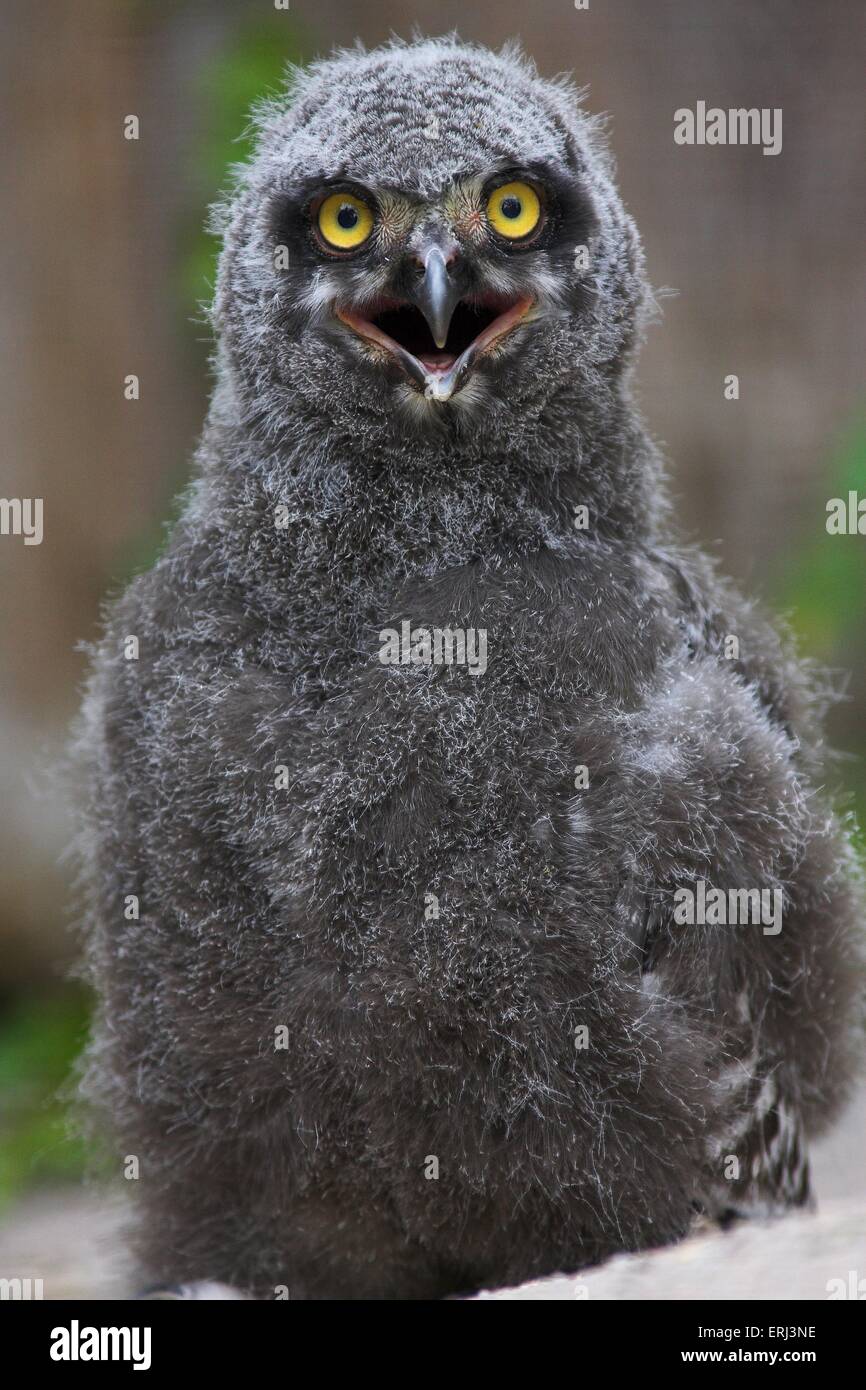 Baby snowy owl hi-res stock photography and images - Alamy