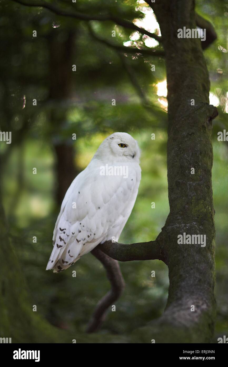 Owl snow tree hi-res stock photography and images - Alamy