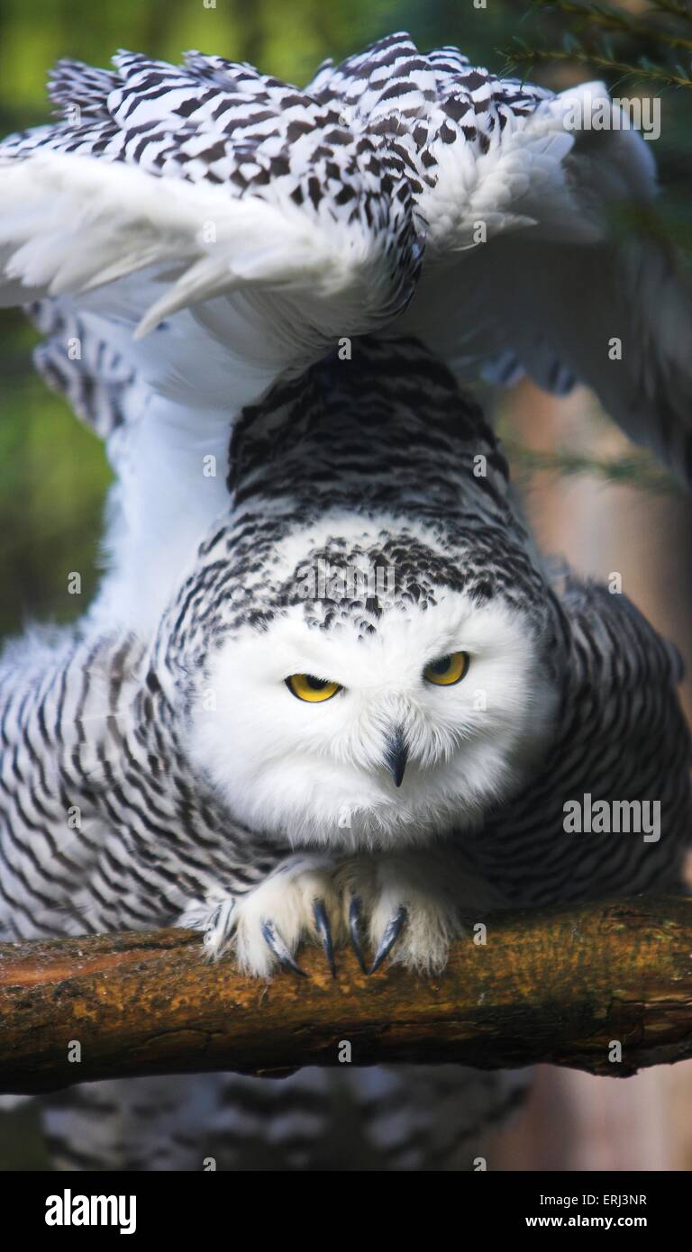 Owl snow tree hi-res stock photography and images - Alamy