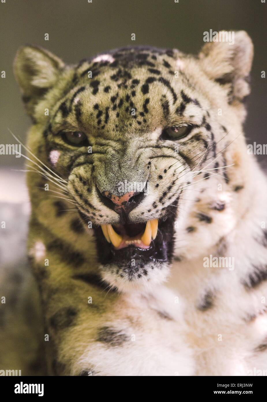 Leopards teeth mouth hi-res stock photography and images - Alamy