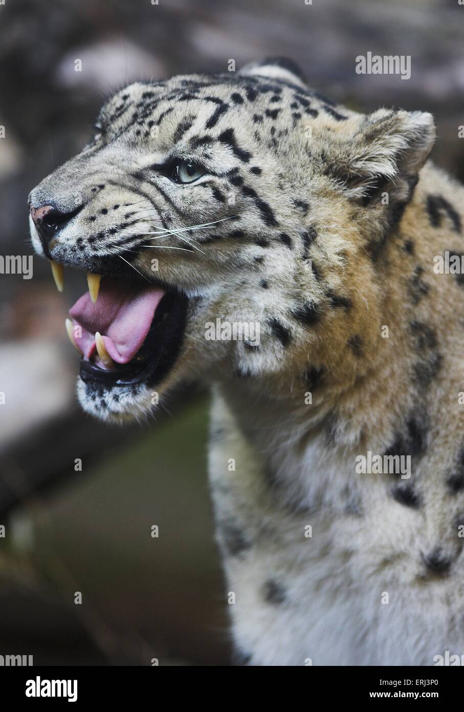 Snow Leopard Side View Stock Photos & Snow Leopard Side View Stock Images - Alamy