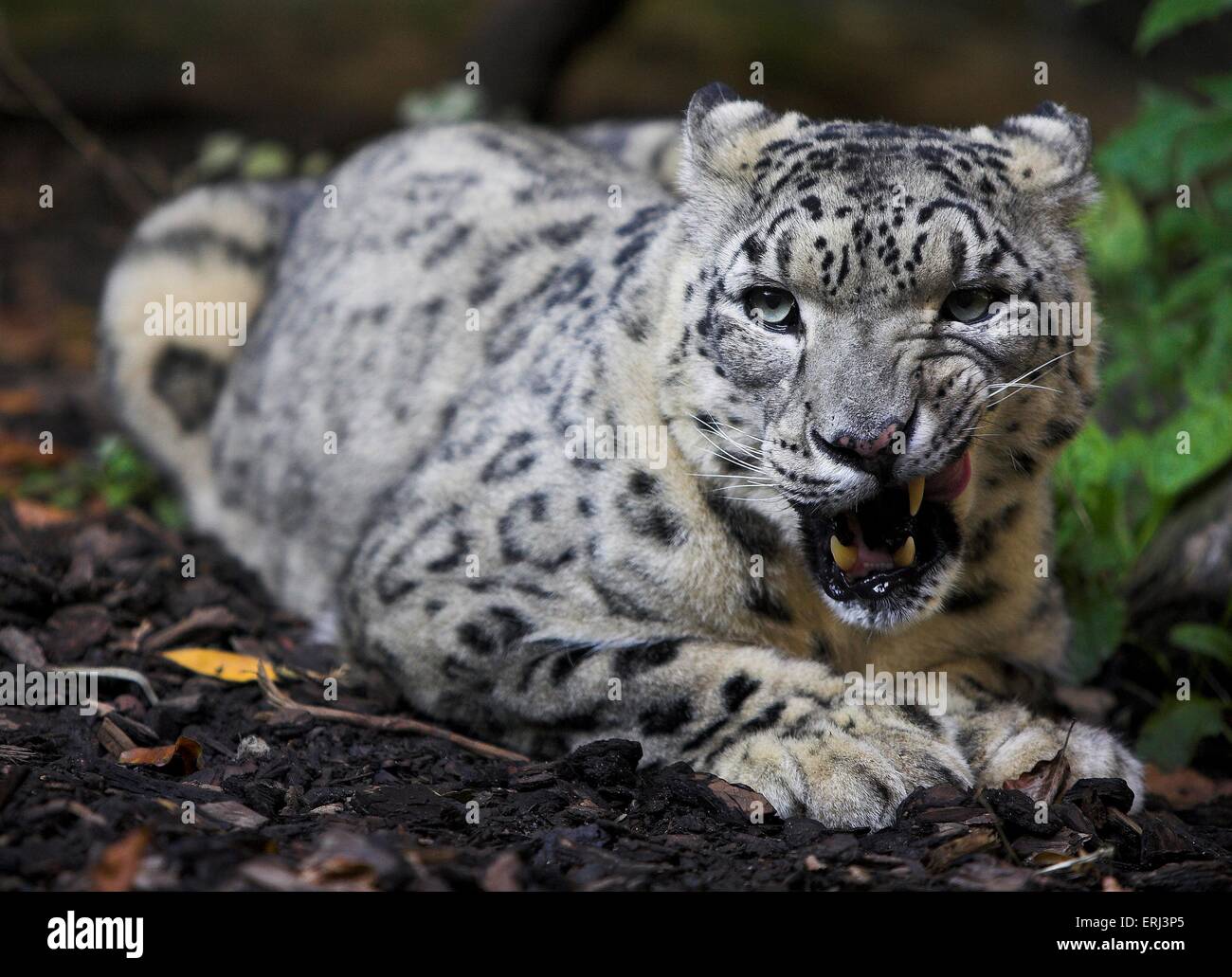 Snow leopard panthera uncia lying hi-res stock photography and images ...