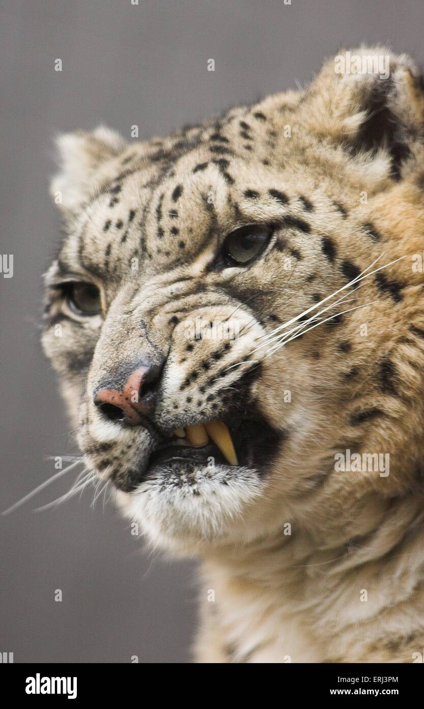 Leopards teeth mouth hi-res stock photography and images - Alamy