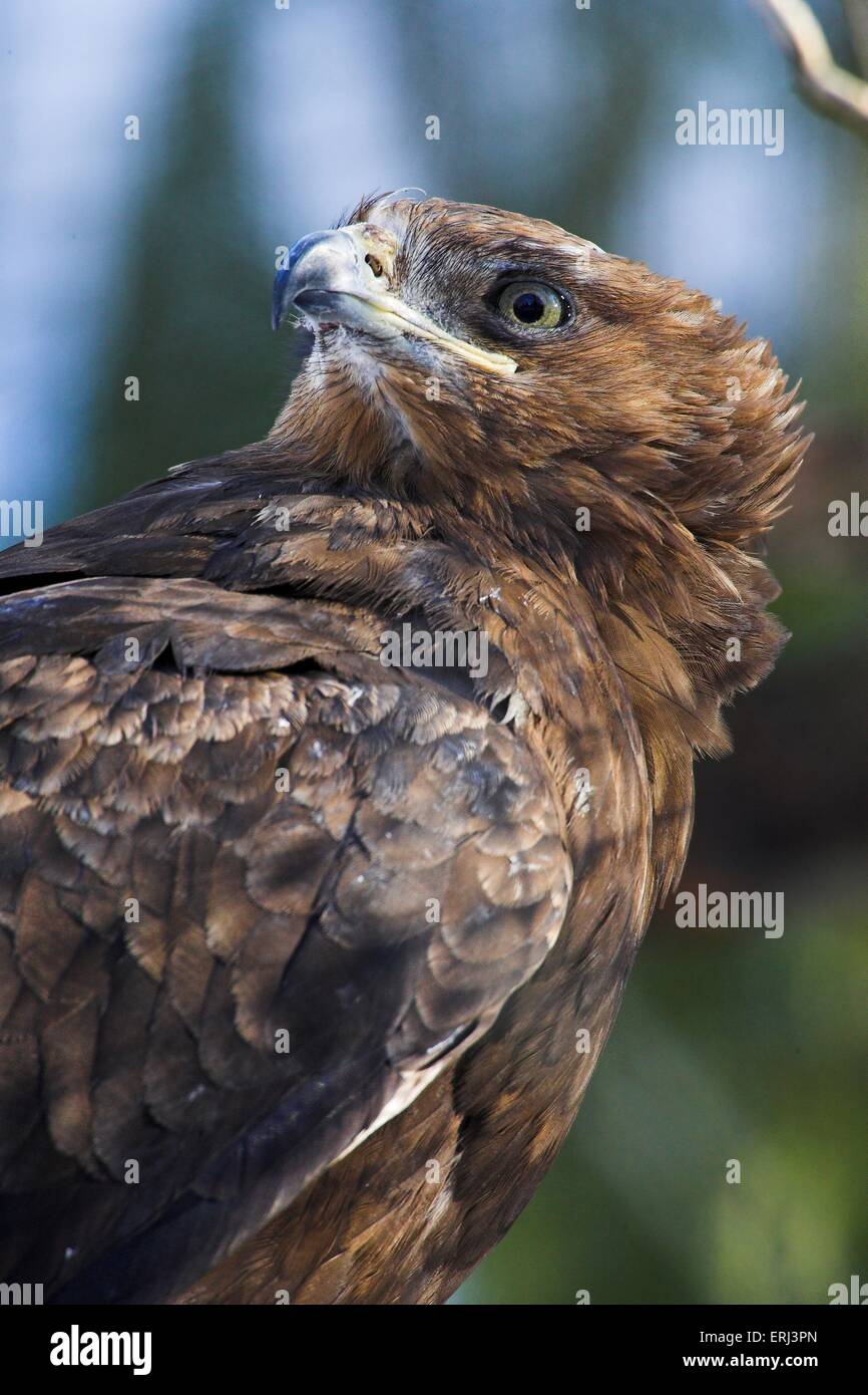 lesser spotted eagle Stock Photo - Alamy