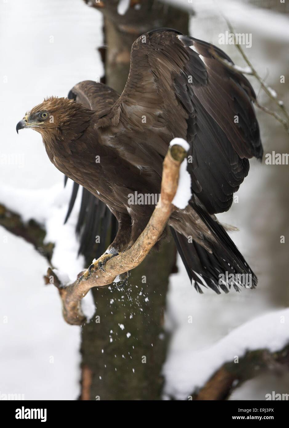 lesser spotted eagle Stock Photo - Alamy