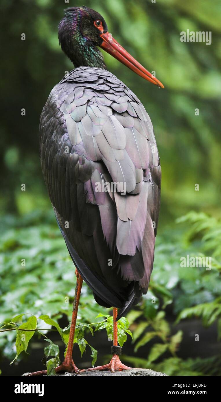 One wood stork hi-res stock photography and images - Alamy