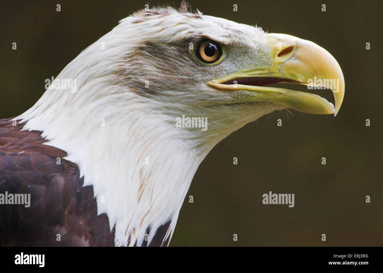 white-tailed sea eagle Stock Photo - Alamy