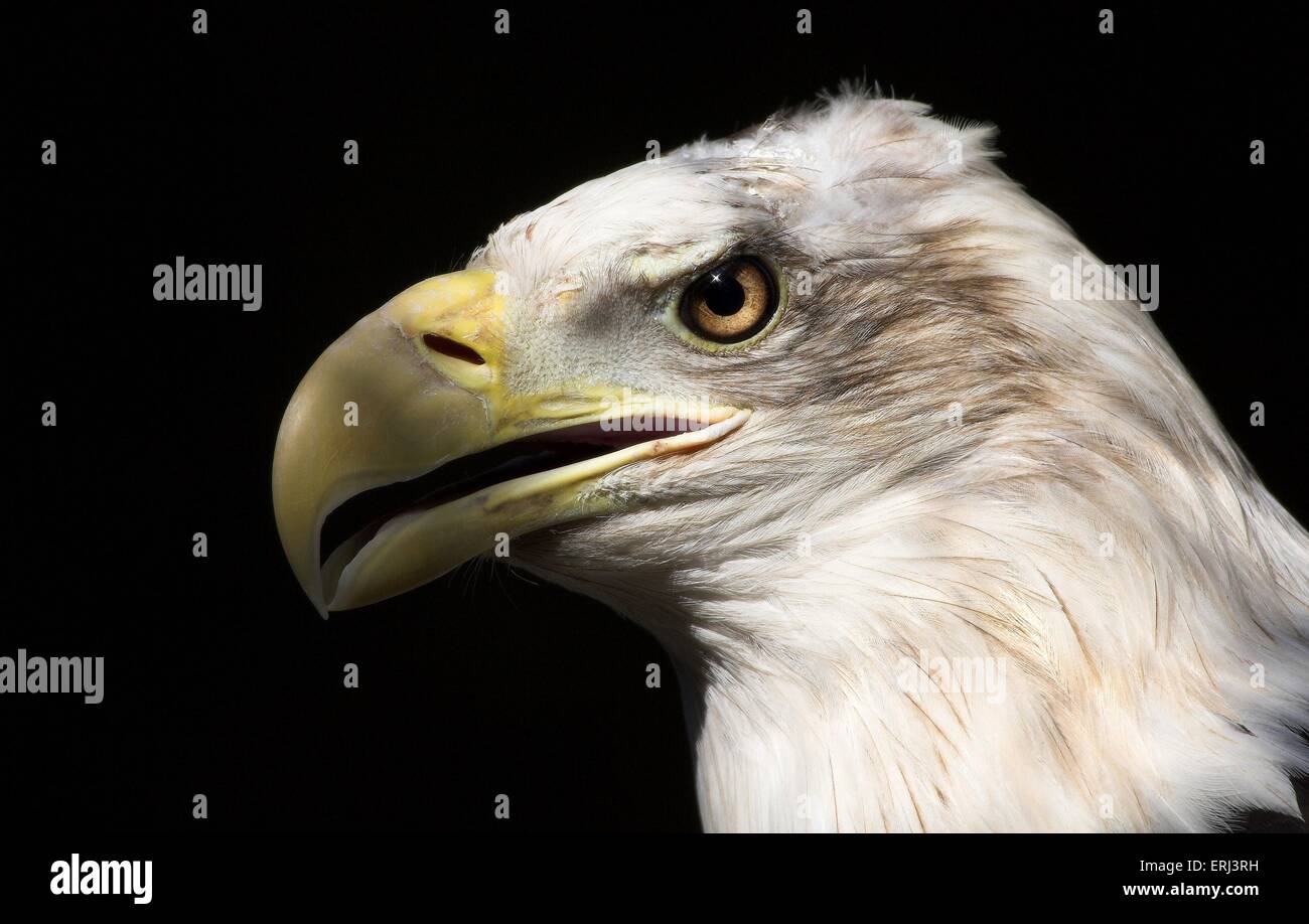 white-tailed sea eagle Stock Photo - Alamy