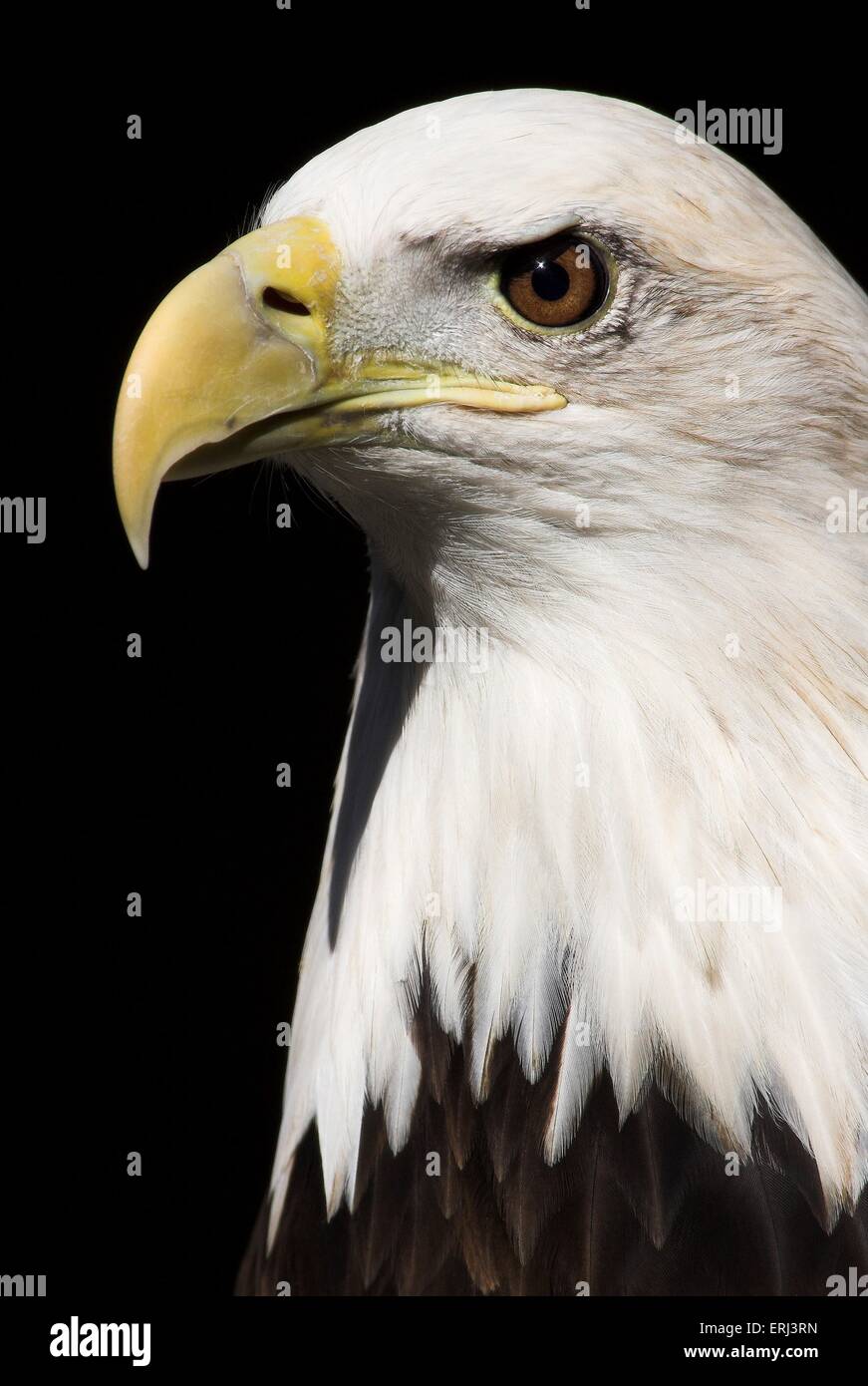white-tailed sea eagle Stock Photo - Alamy