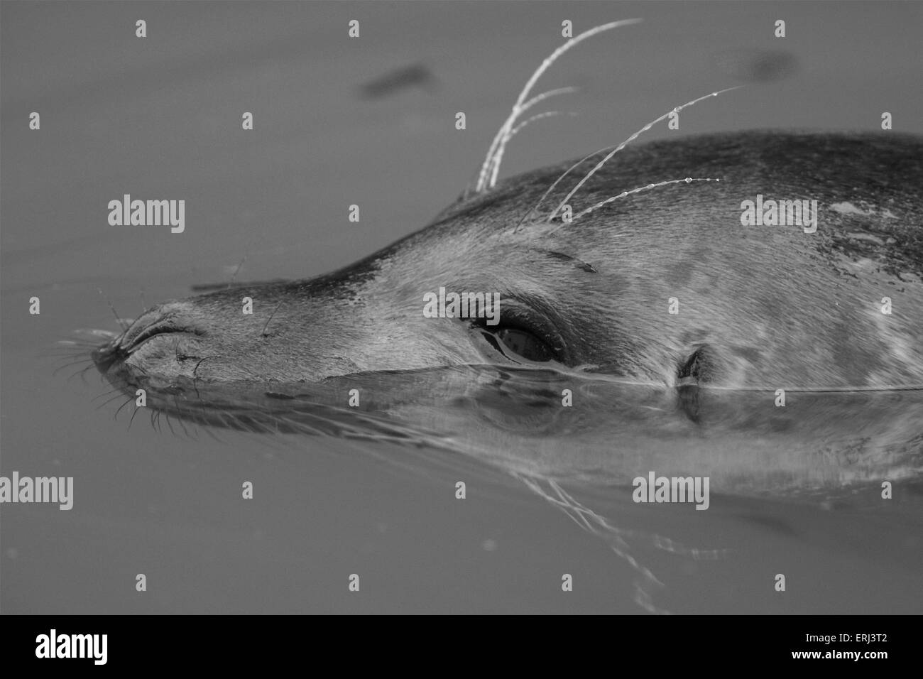 Phocidae zoo Black and White Stock Photos & Images - Alamy