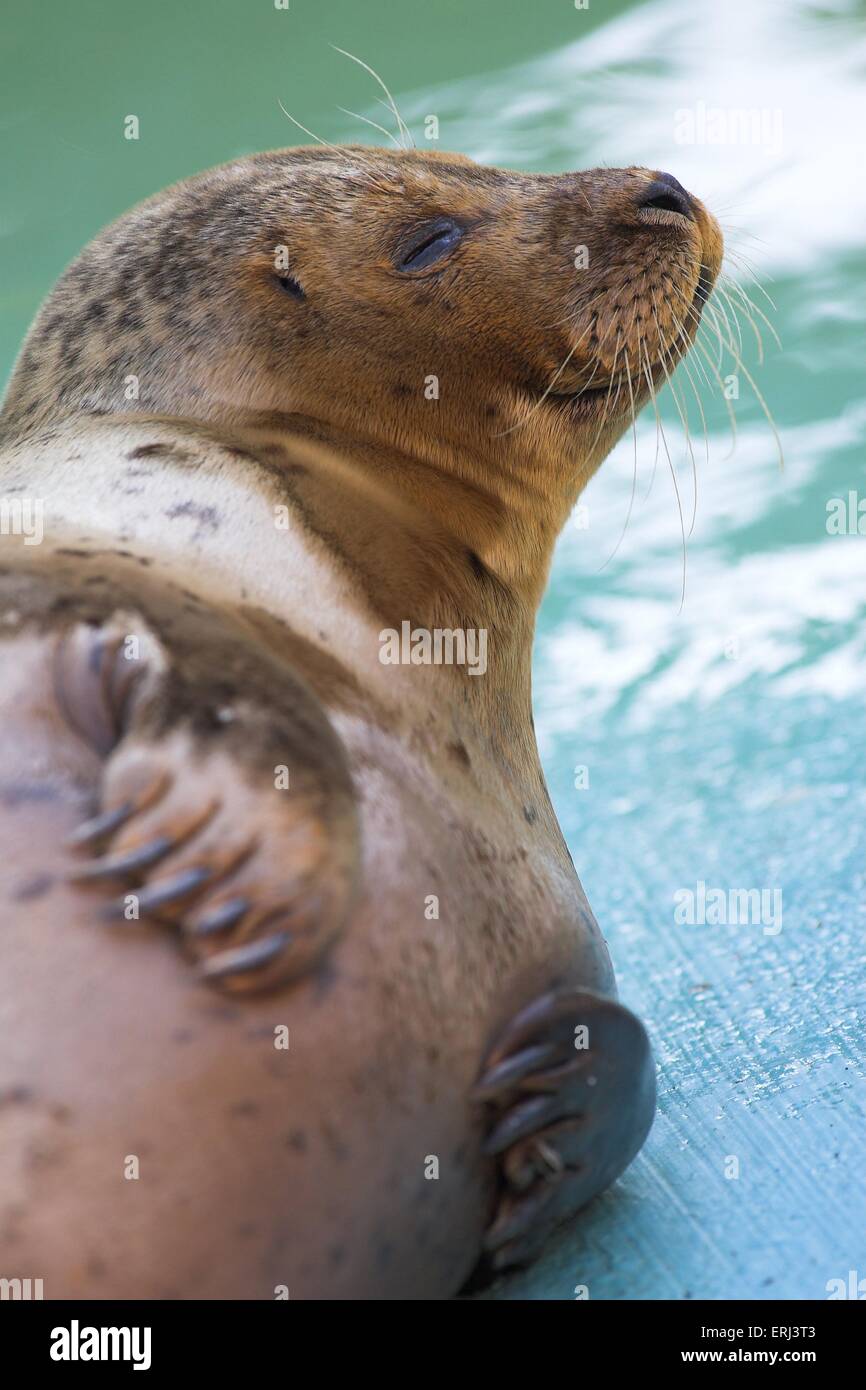 Adult seal rests hi-res stock photography and images - Alamy