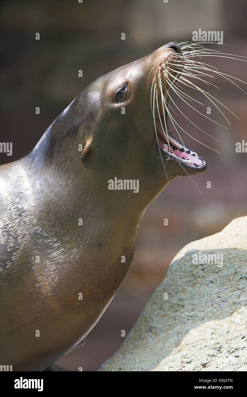 Angry seals hi-res stock photography and images - Alamy