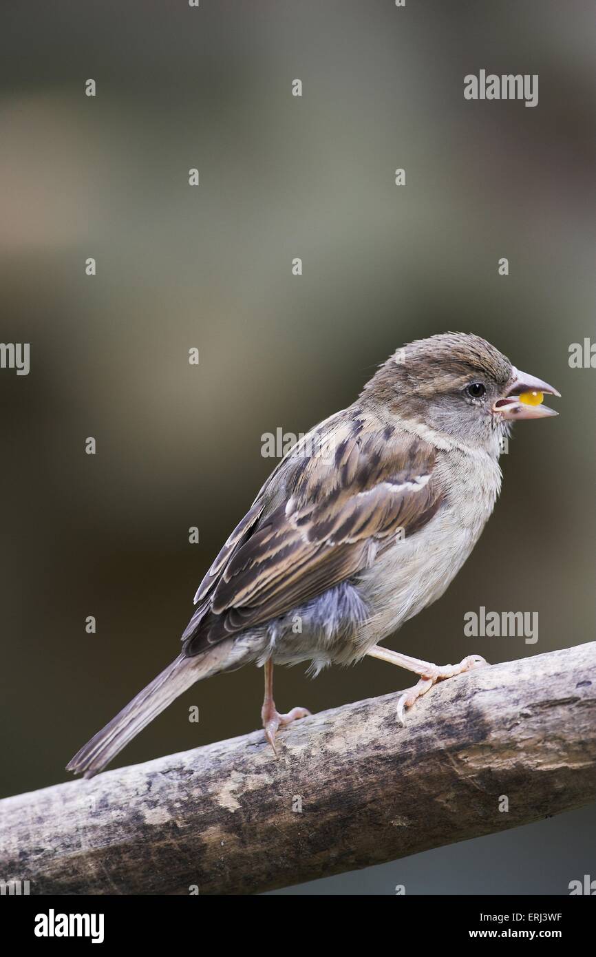 Sparrow size bird hi-res stock photography and images - Alamy