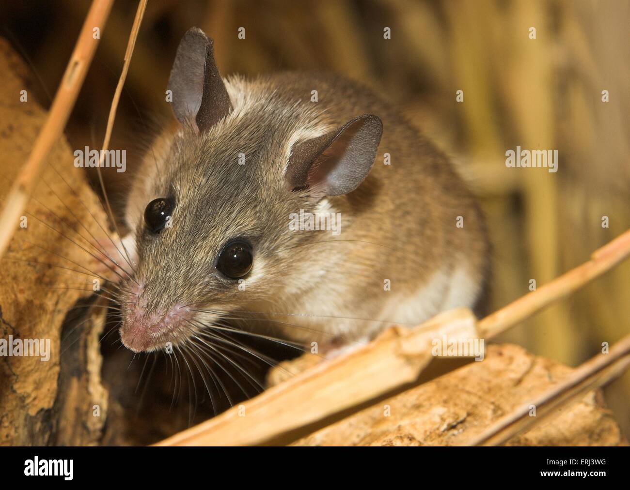 Spiny mouse hi-res stock photography and images - Alamy