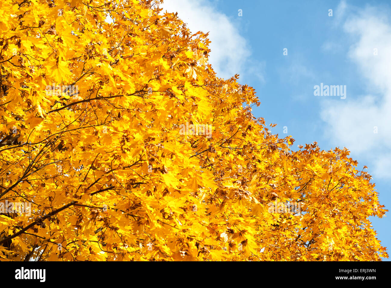 bright yellow trees in autumn forest Stock Photo - Alamy
