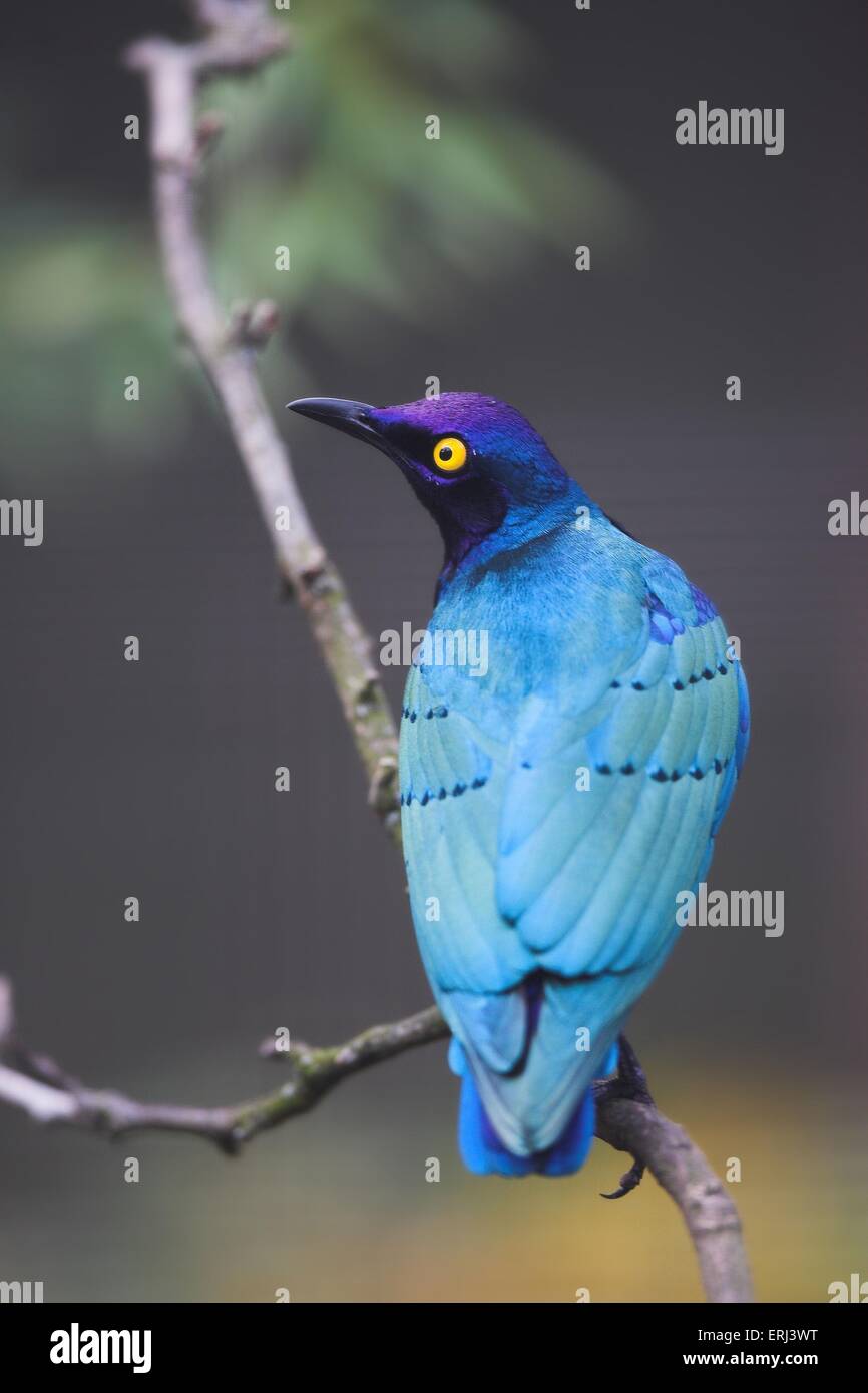 Single starling hi-res stock photography and images - Alamy