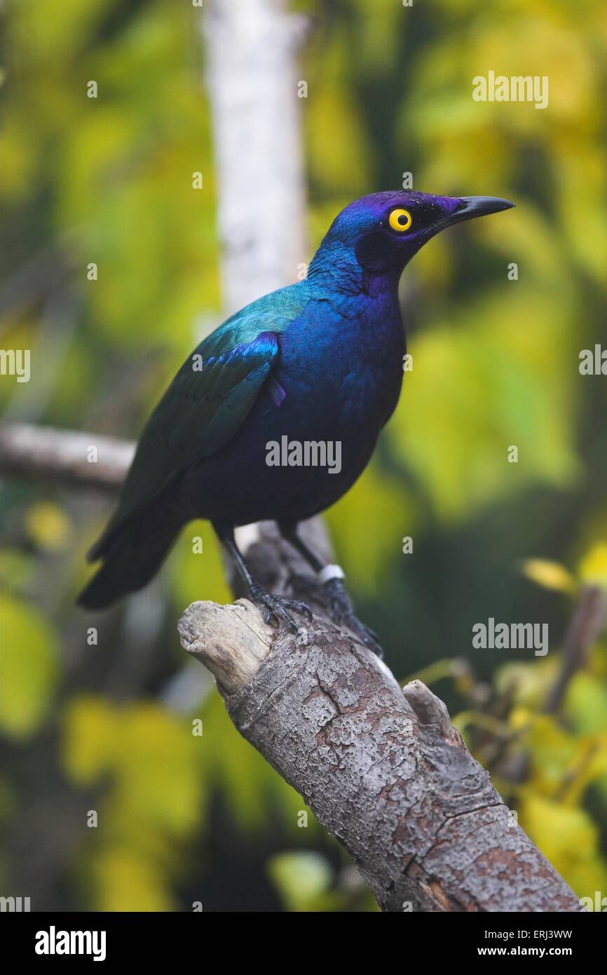 Starling size hi-res stock photography and images - Alamy
