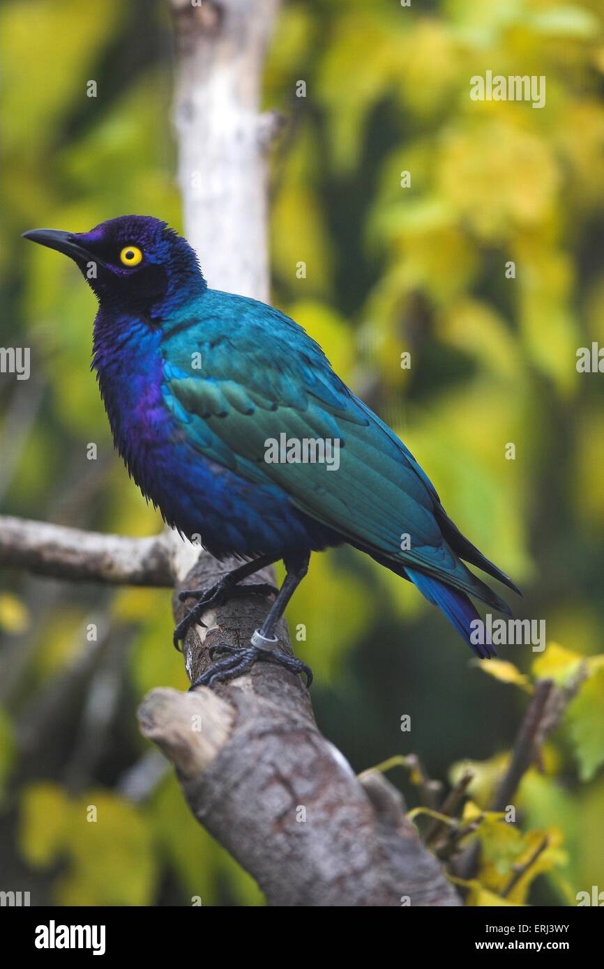 Starling profile hi-res stock photography and images - Alamy