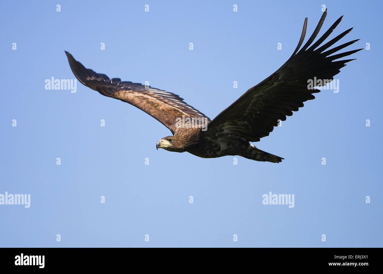 flying golden eagle Stock Photo - Alamy