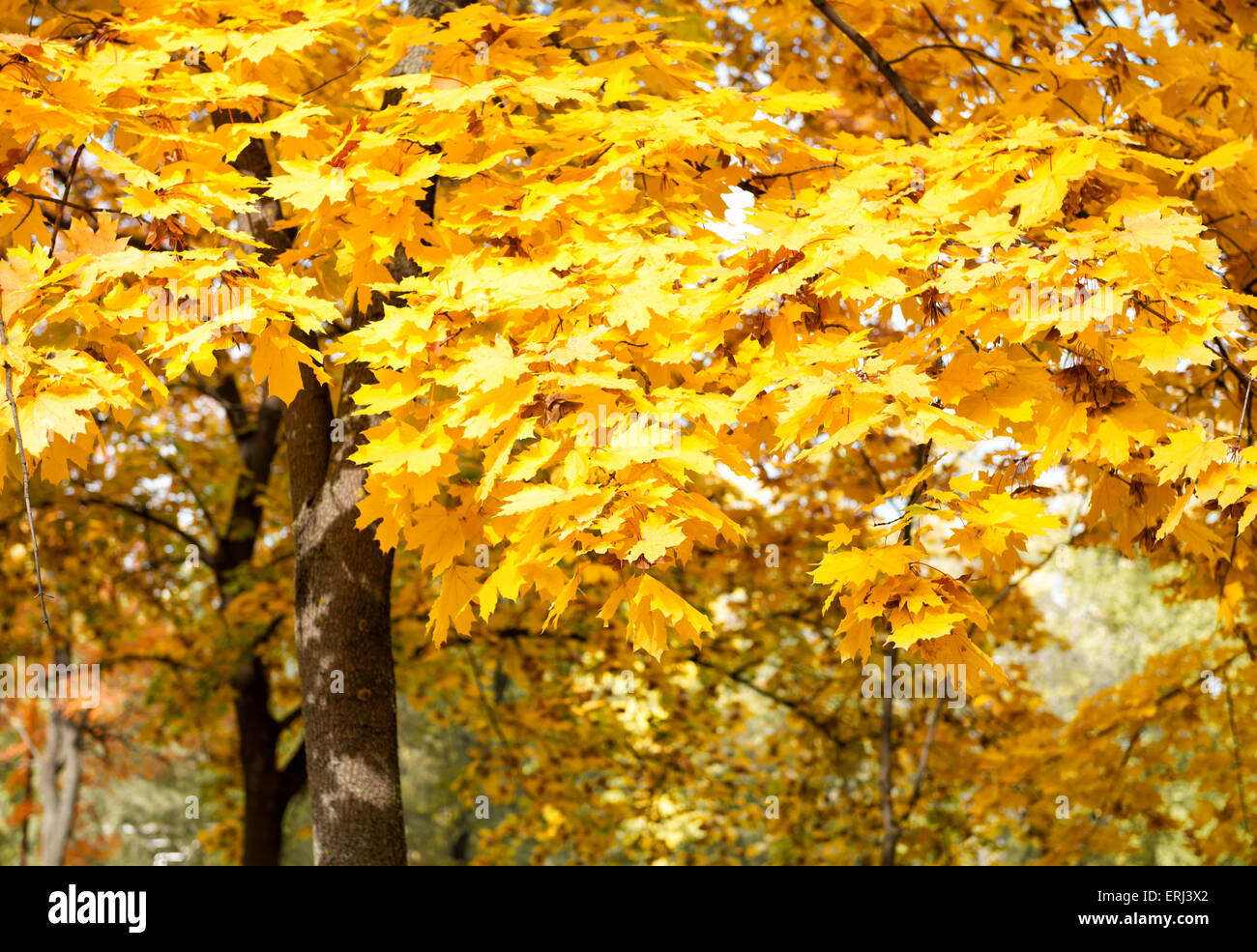 bright yellow trees in autumn forest Stock Photo - Alamy