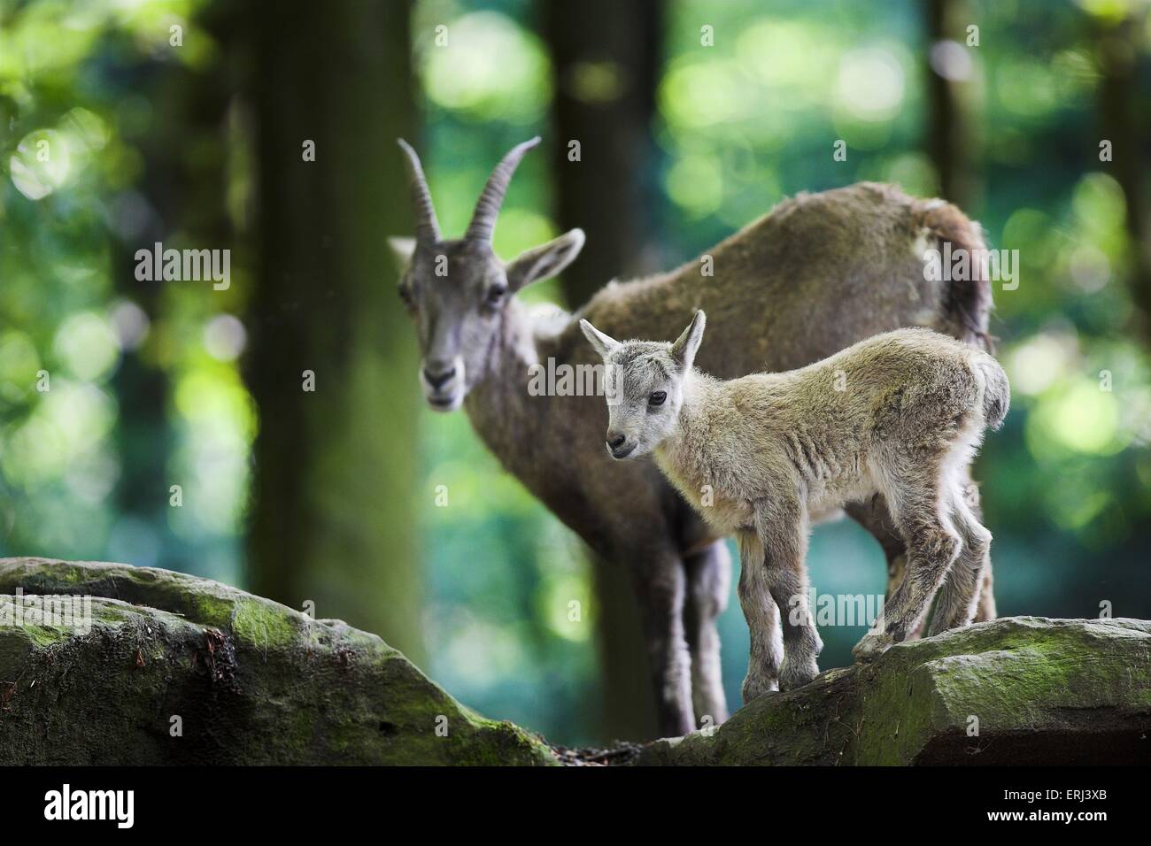 Two standing ibexes hi-res stock photography and images - Alamy