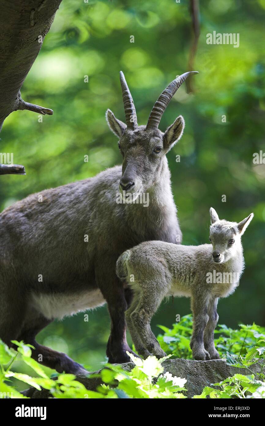 Two ibex hi-res stock photography and images - Alamy