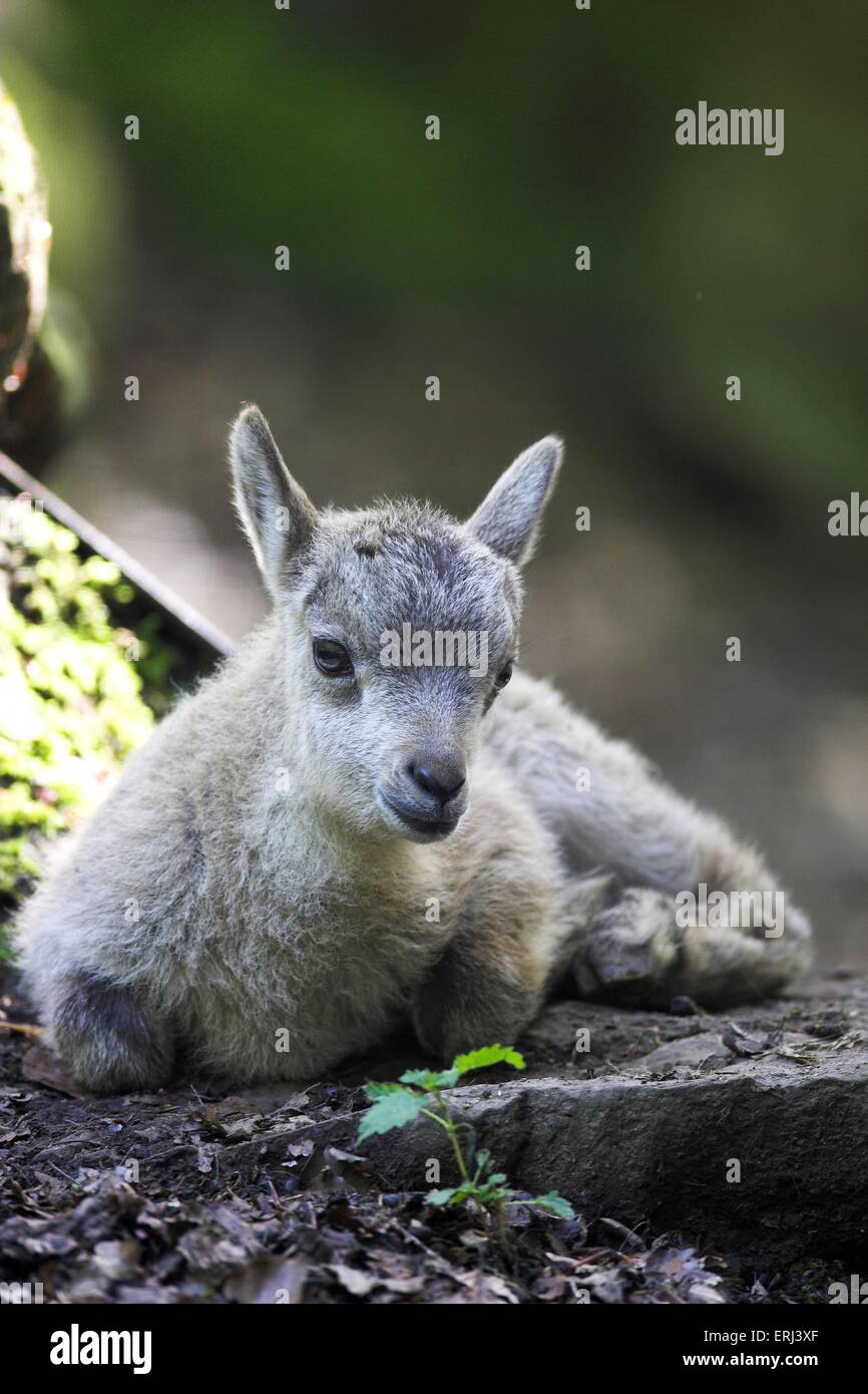 Young ibex hi-res stock photography and images - Alamy