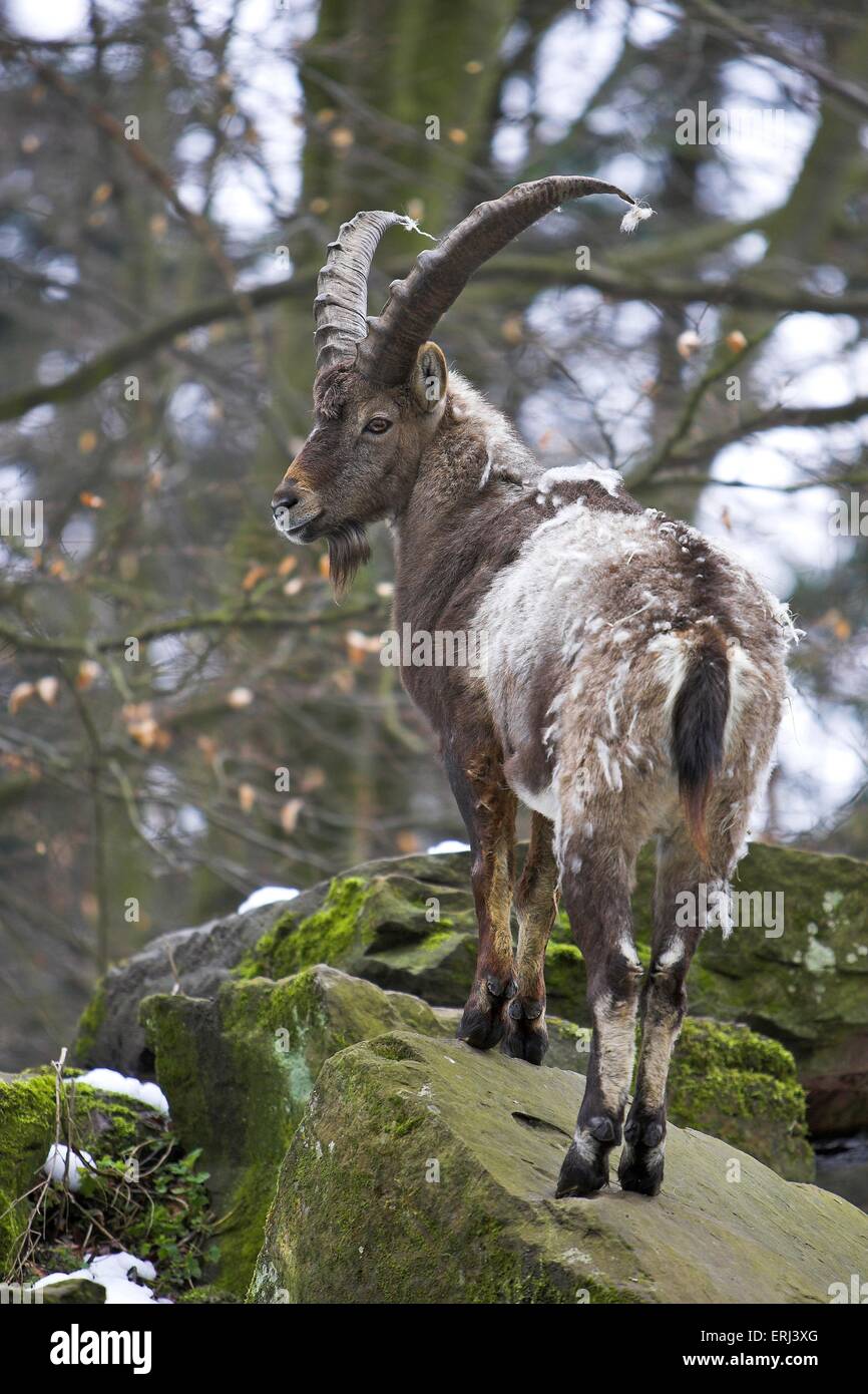 Alpine ibex capra change hi-res stock photography and images - Alamy