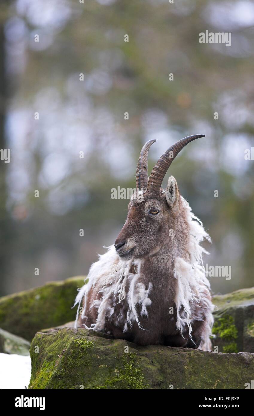 Alpine ibex capra change hi-res stock photography and images - Alamy