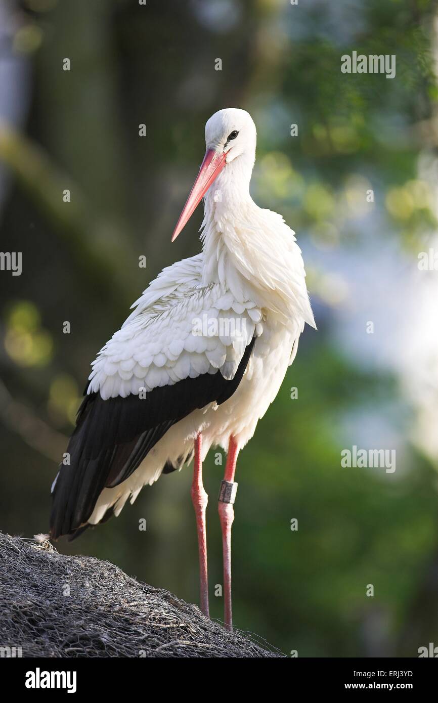 Solo white bird stands hi-res stock photography and images - Alamy