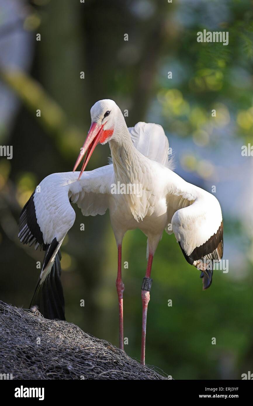 Stork display hi-res stock photography and images - Alamy