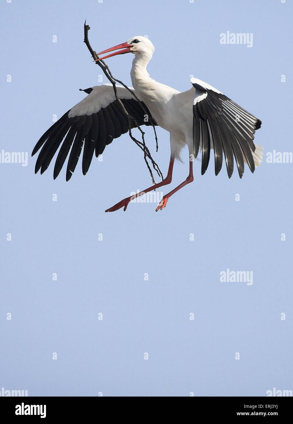 Wooden stork hi-res stock photography and images - Alamy