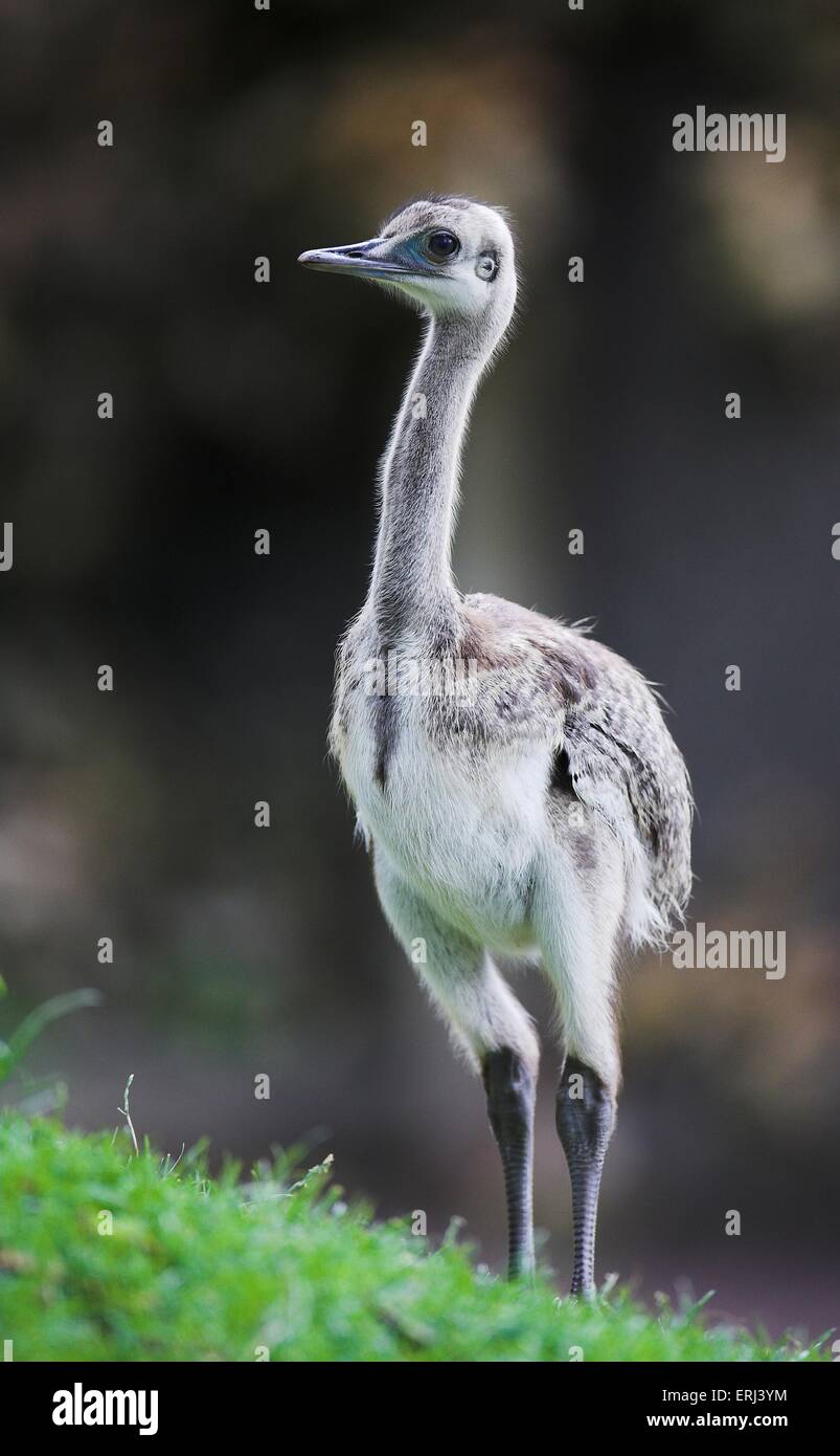 Ostrich stand hi-res stock photography and images - Alamy