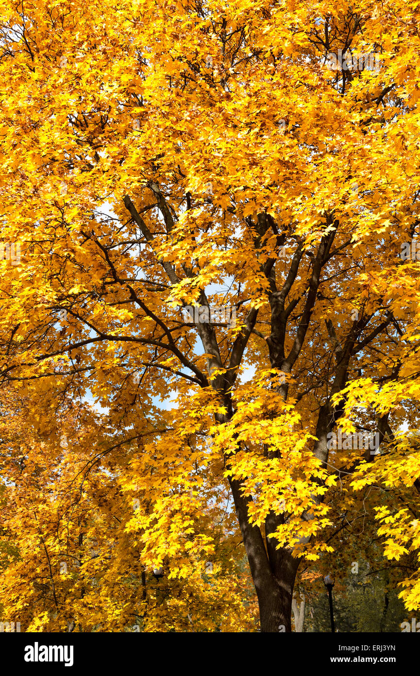 bright yellow trees in autumn forest Stock Photo - Alamy