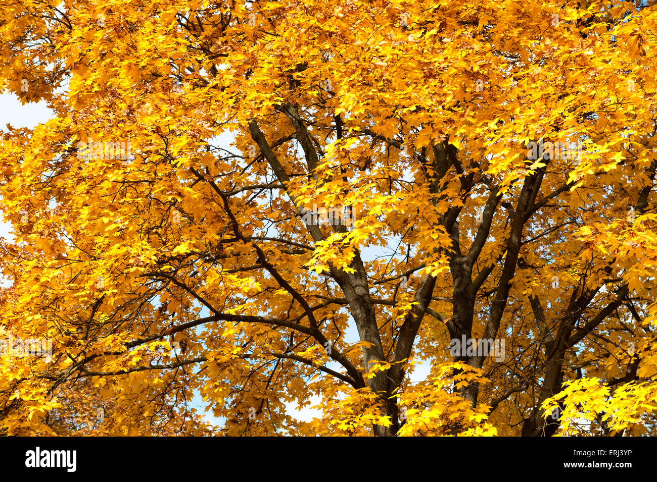 bright yellow trees in autumn forest Stock Photo - Alamy
