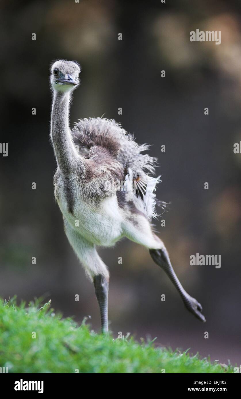 Ostrich ostrich side view hi-res stock photography and images - Alamy