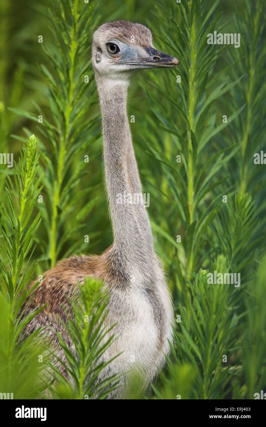 Ostriches stands hi-res stock photography and images - Alamy