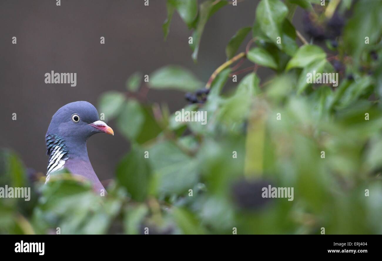 Dove trees hi-res stock photography and images - Alamy