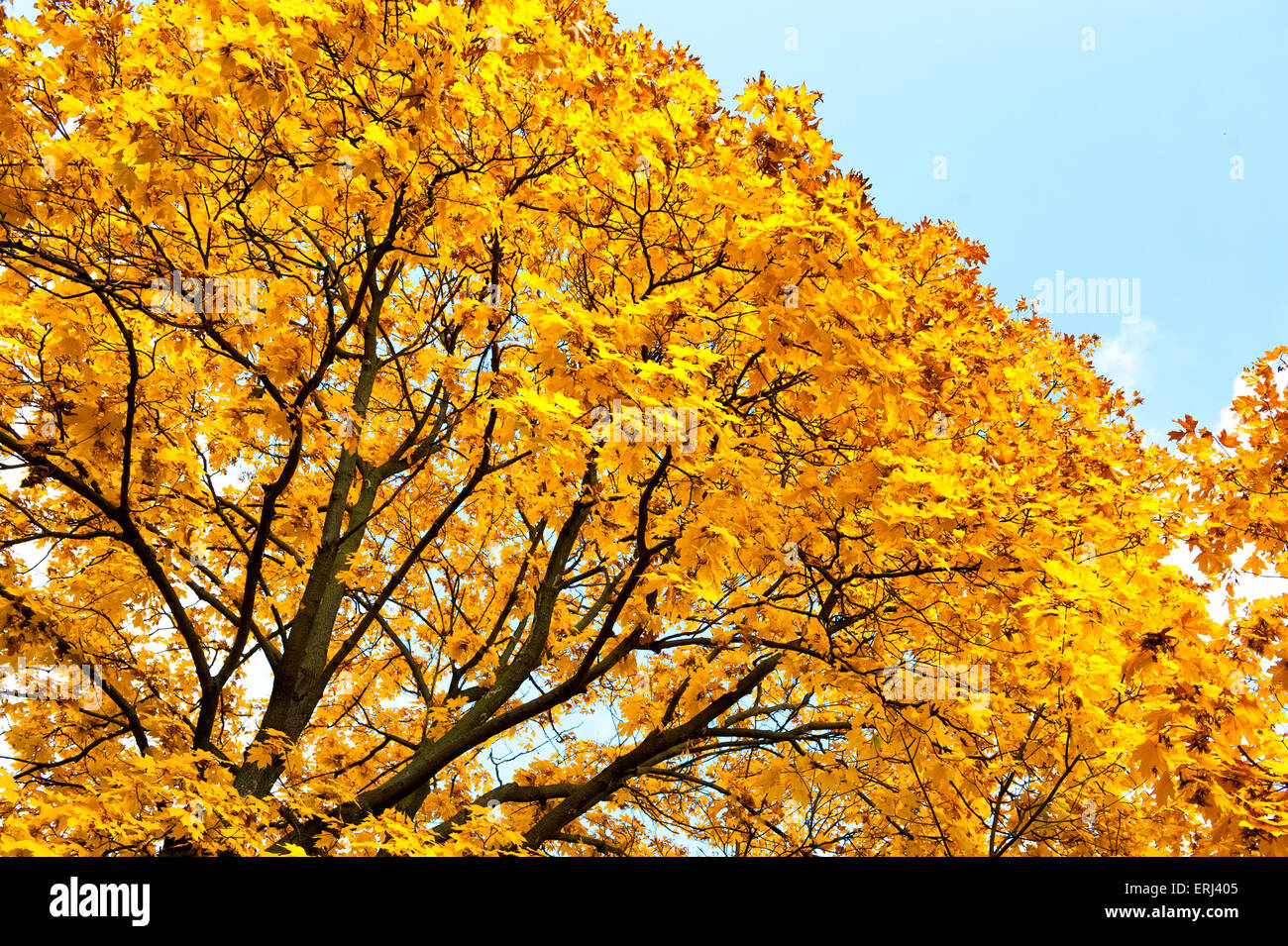bright yellow trees in autumn forest Stock Photo - Alamy
